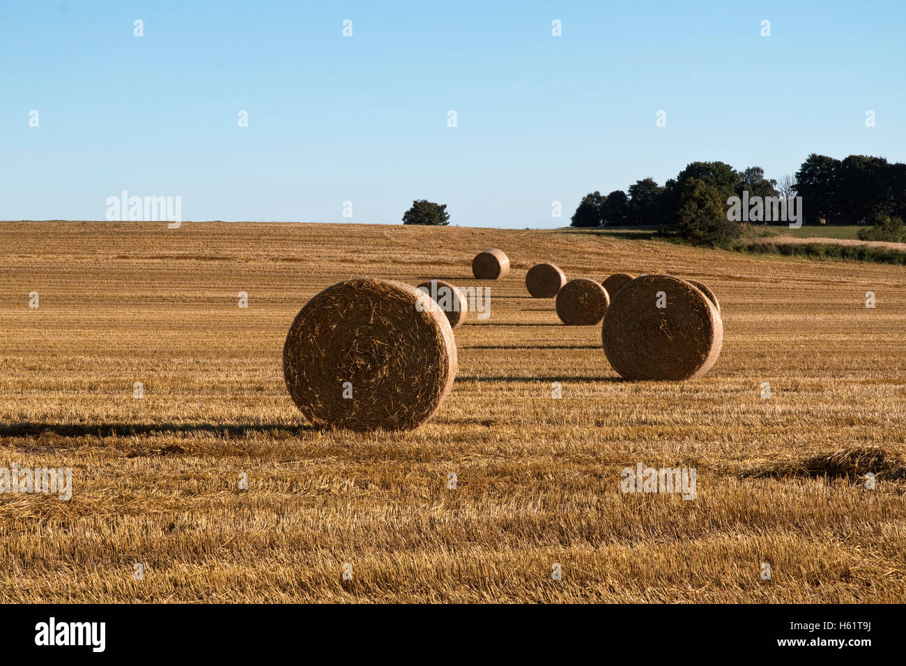 Corn straw bales hi-res stock photography and images - Alamy