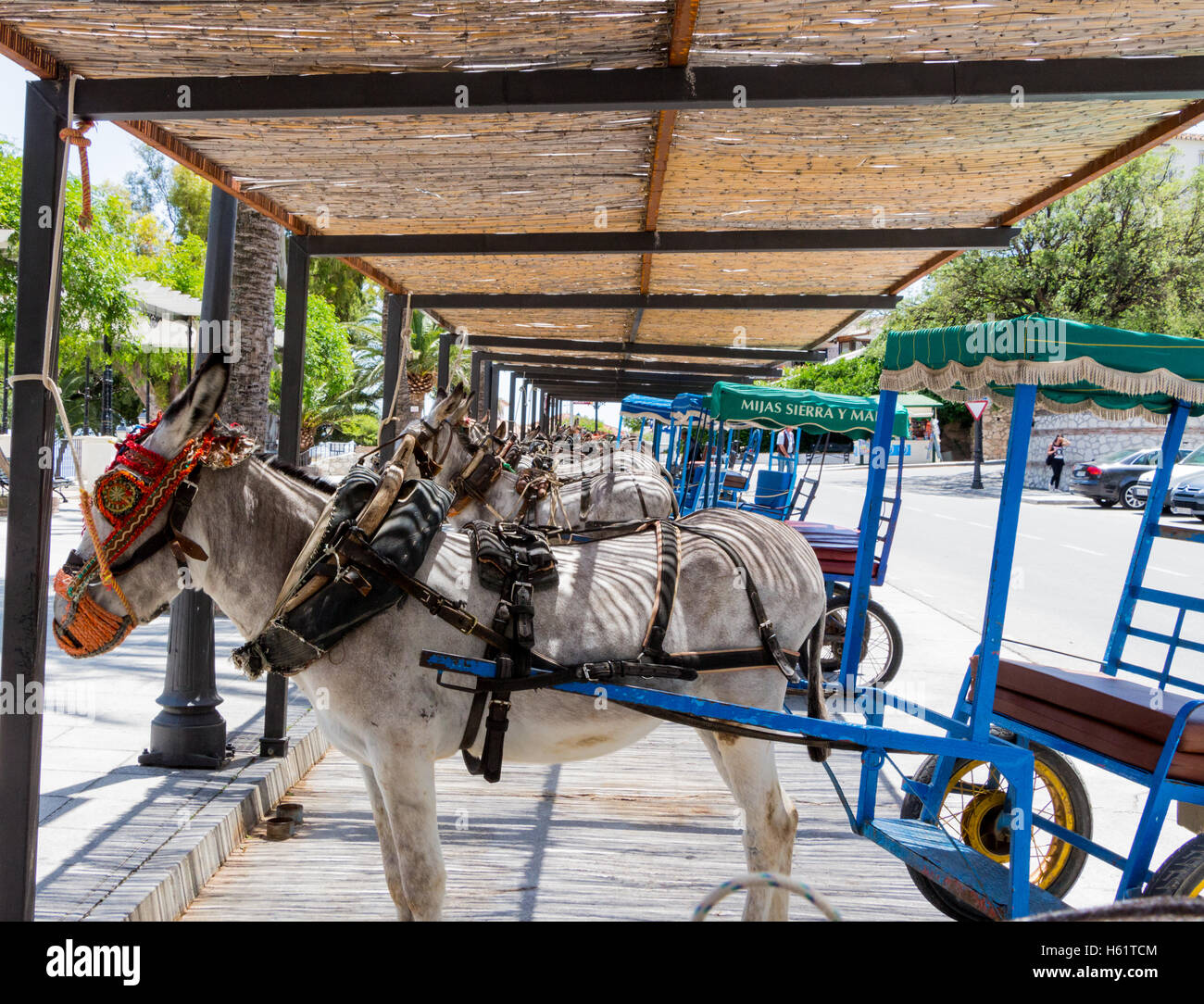 Donkey stand hi-res stock photography and images - Alamy