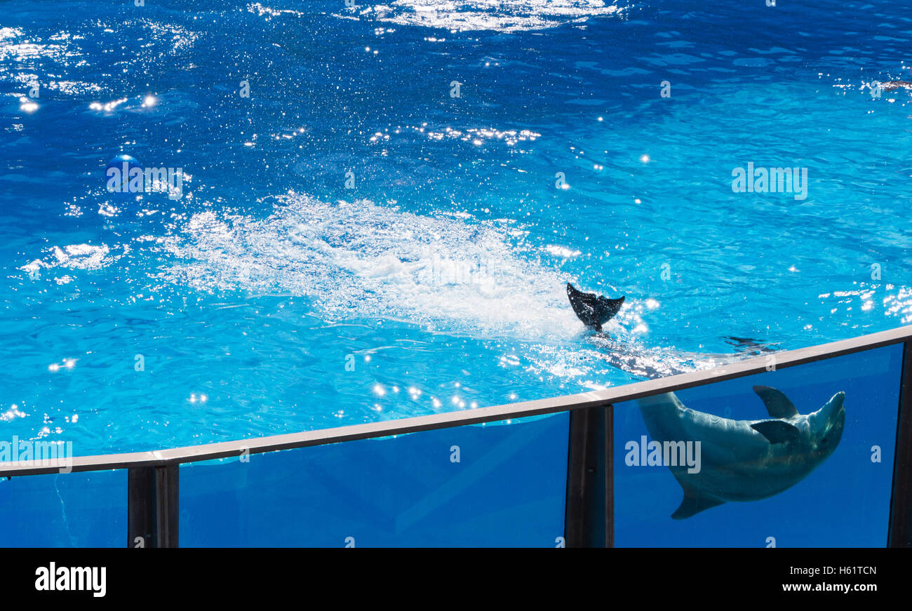 Half submerged dolphin after a jump Stock Photo - Alamy