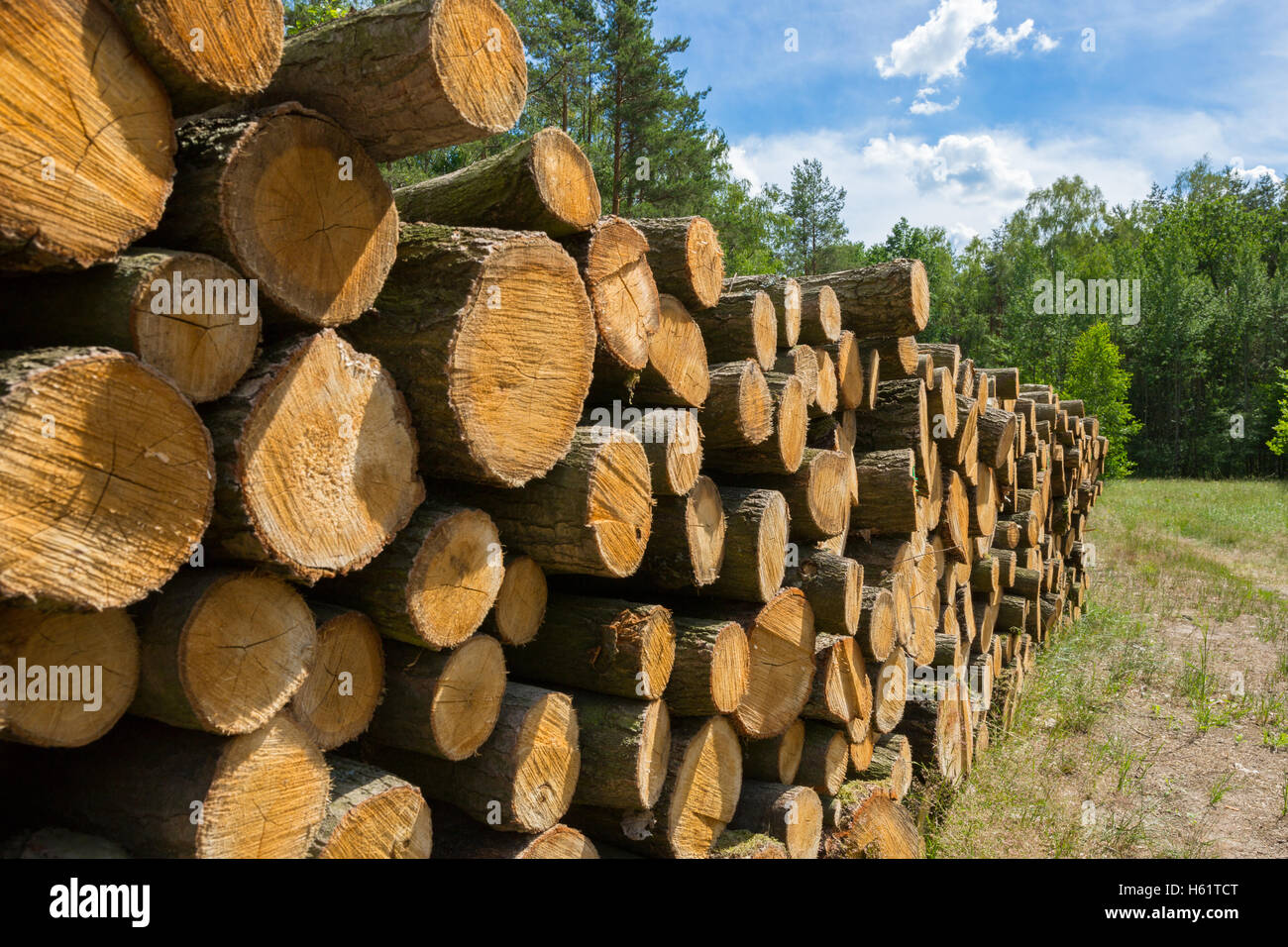 Pile of wooden logs in the sun Stock Photo - Alamy