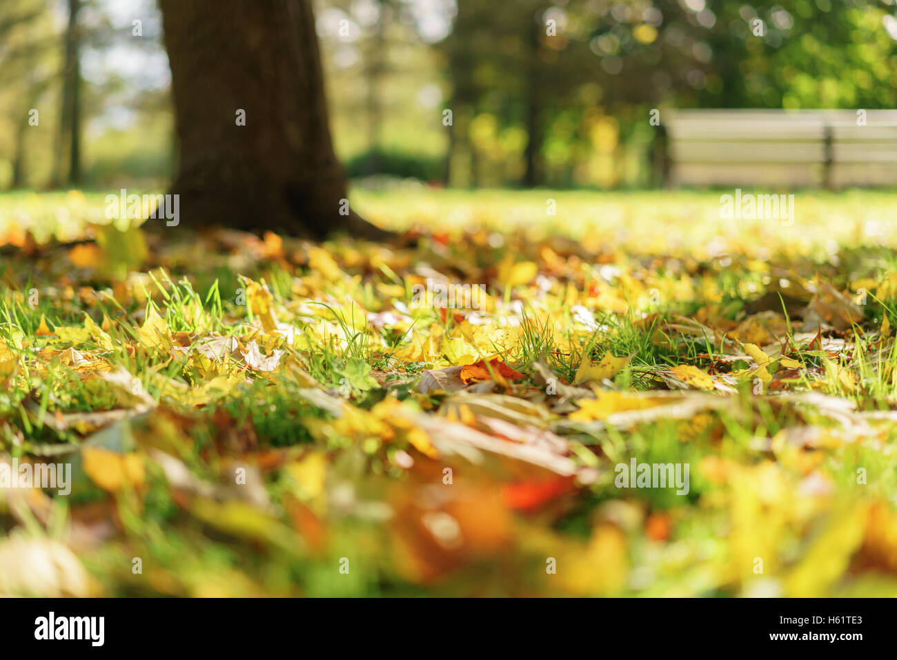 Old maple tree hi-res stock photography and images - Alamy