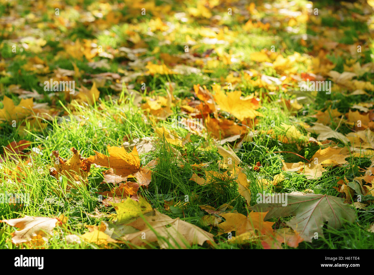 maple leaves on the ground in bright sunlight Stock Photo - Alamy