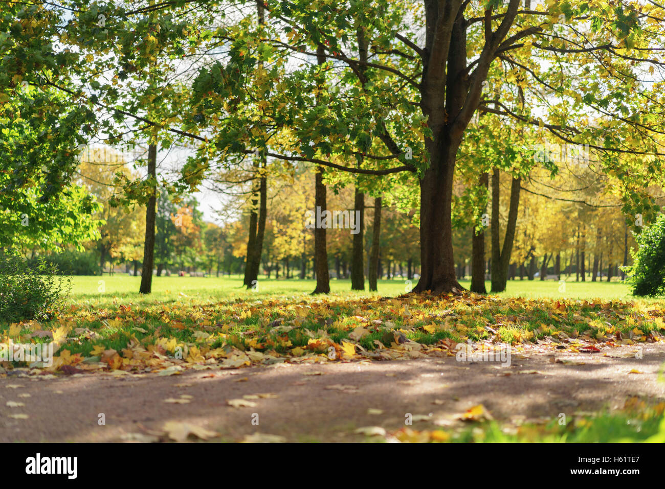 old maple tree with leaves on the ground Stock Photo - Alamy
