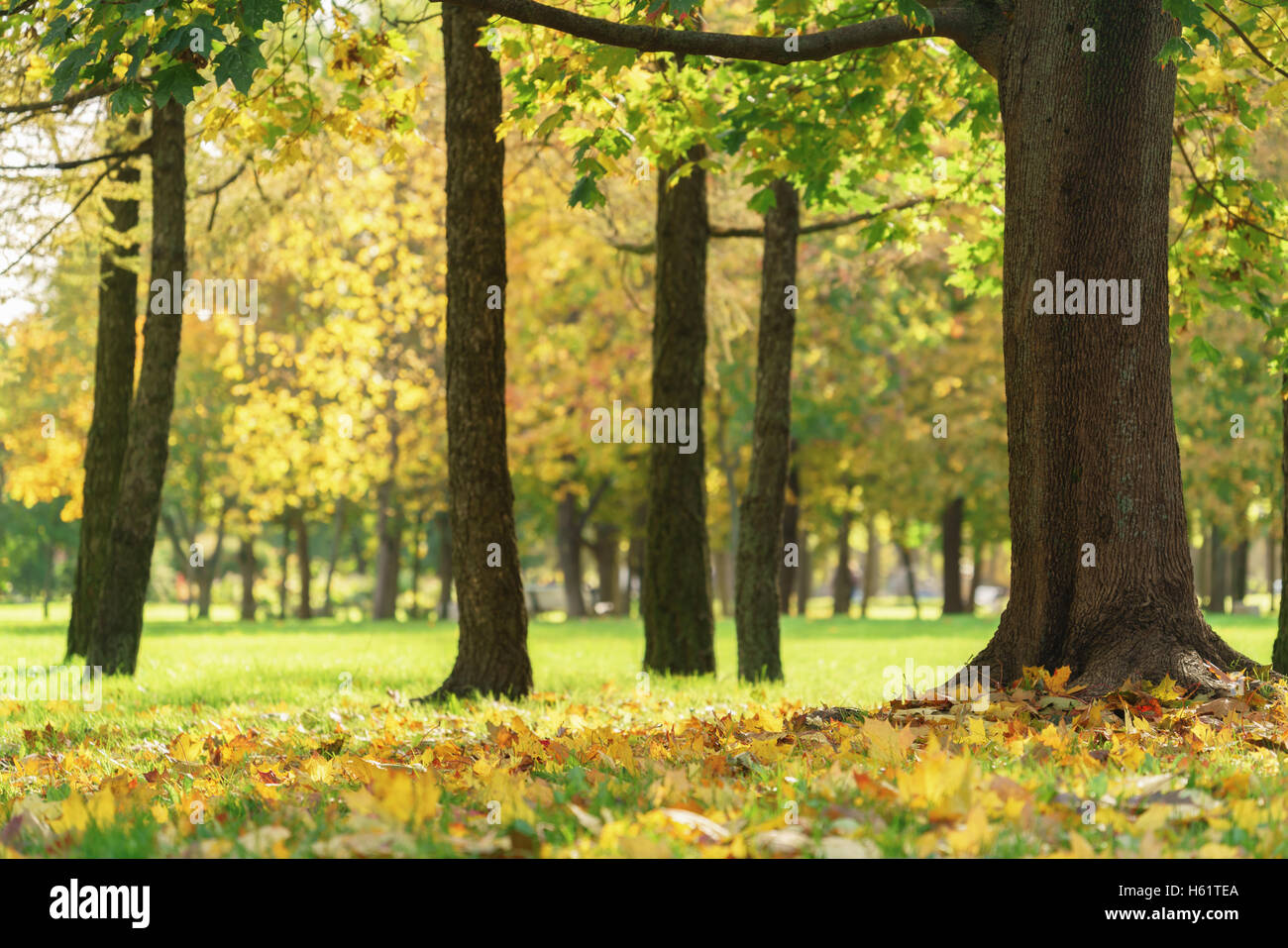Old maple tree hi-res stock photography and images - Alamy