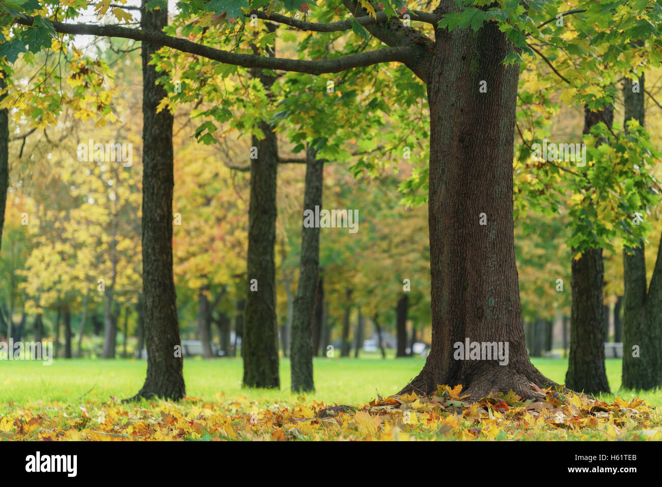 old maple tree with leaves on the ground Stock Photo - Alamy