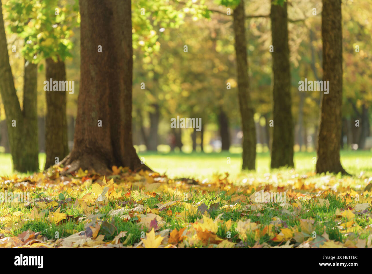 old maple tree with leaves on the ground Stock Photo - Alamy