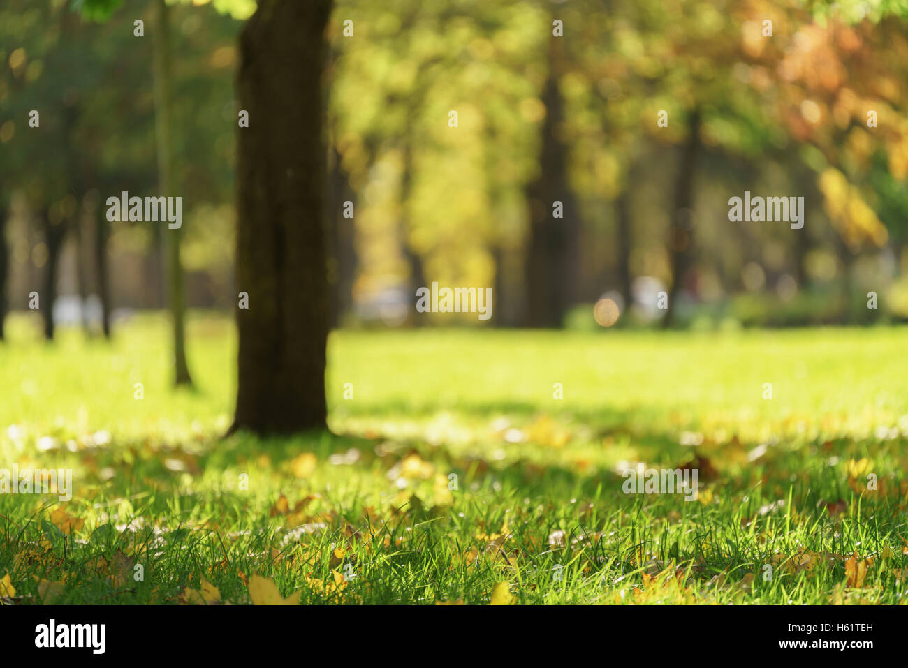 old maple tree with leaves on the ground Stock Photo - Alamy