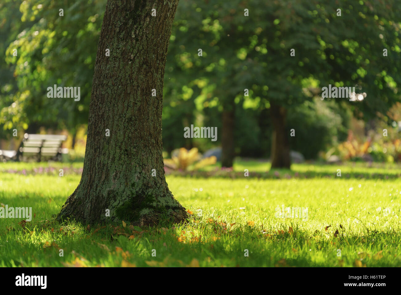 Old maple tree hi-res stock photography and images - Alamy
