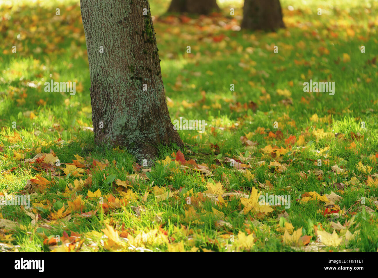 old maple tree with leaves on the ground Stock Photo - Alamy