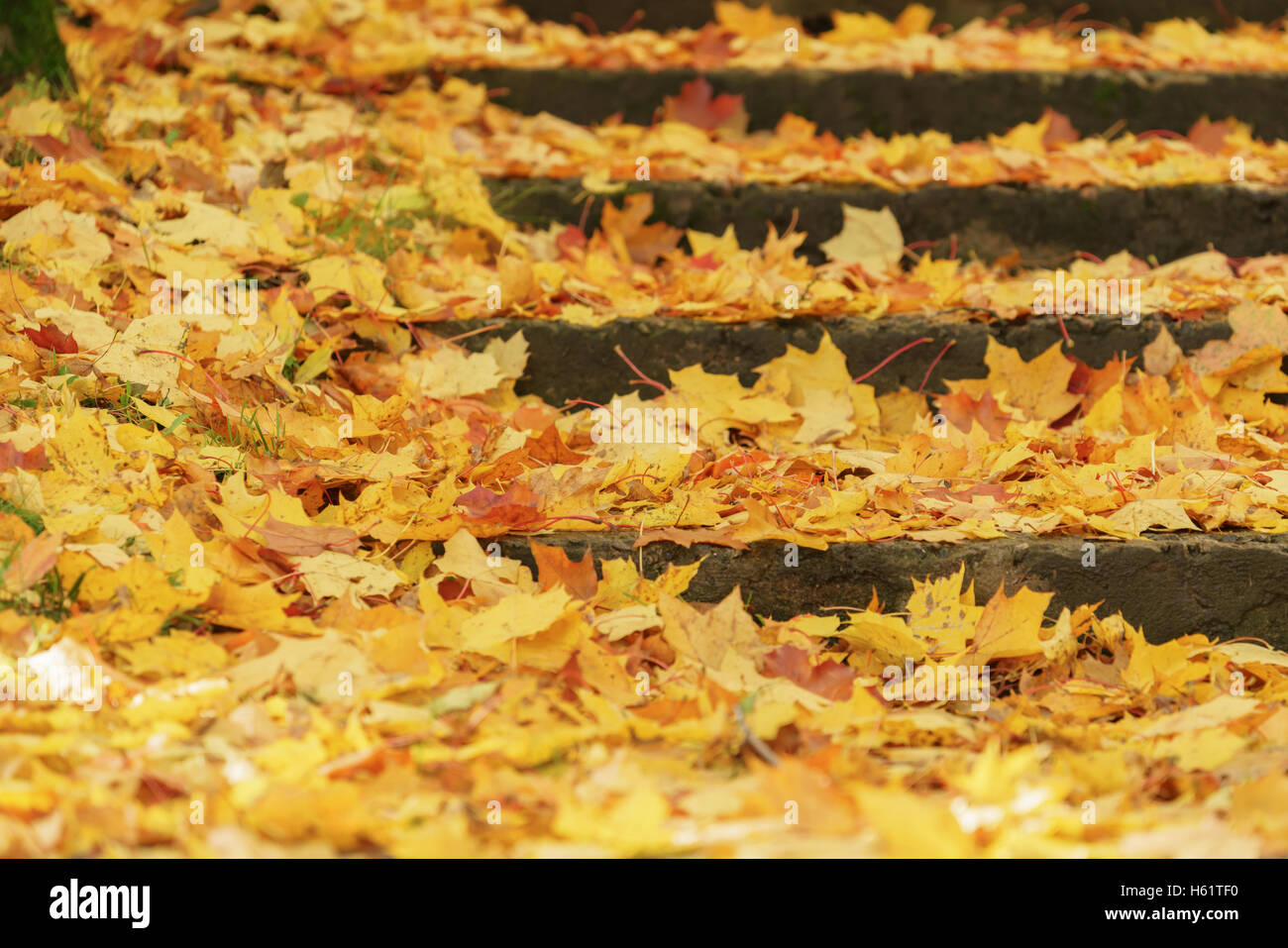 pigeon walking on grass near larch tree Stock Photo - Alamy
