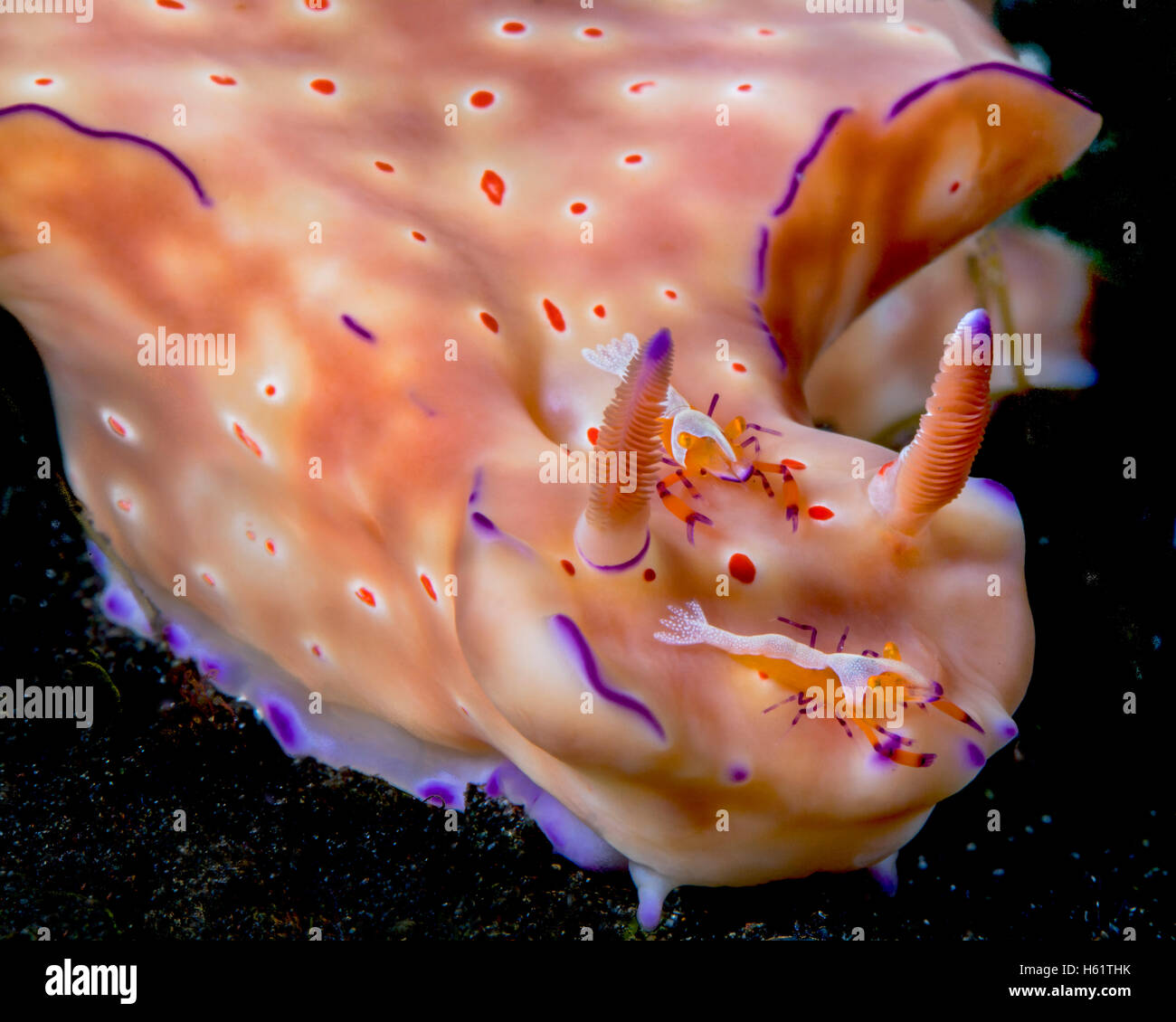 Symbiotic shrimp hi-res stock photography and images - Alamy