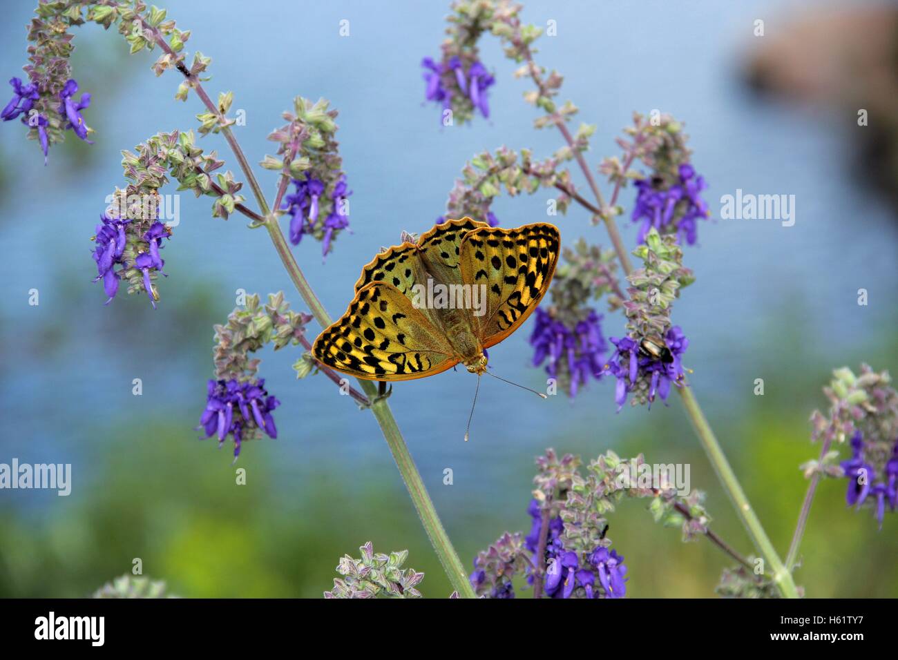 Cardinal butterfly hi-res stock photography and images - Alamy