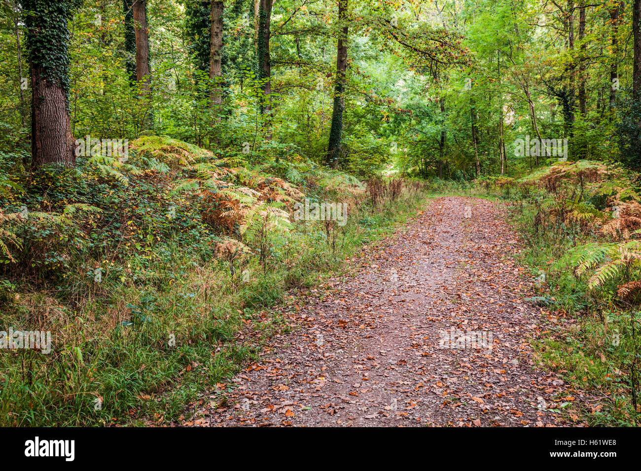 Woodland path through the Forest of Dean, Gloucestershire Stock Photo ...