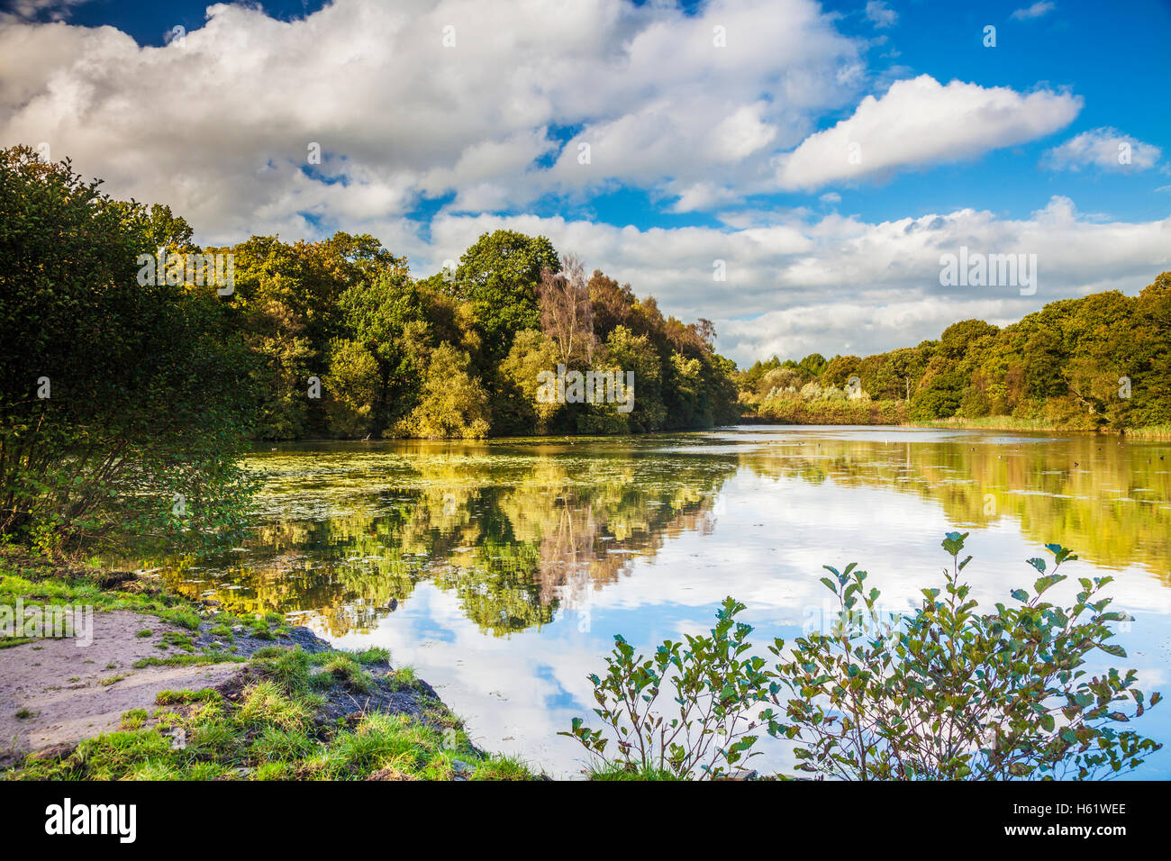 Ponds hi-res stock photography and images - Alamy