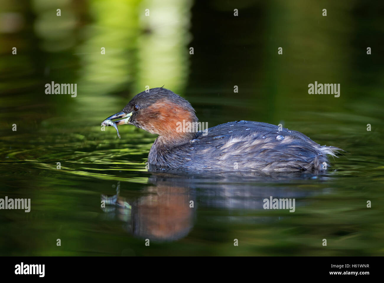 Grebe reflections hi-res stock photography and images - Alamy