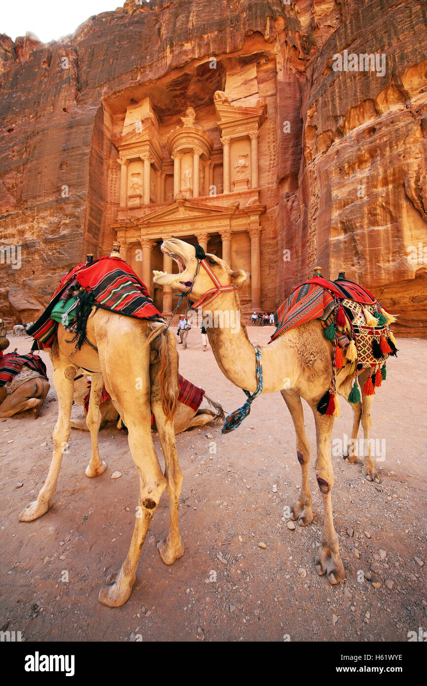 Old world camels hi-res stock photography and images - Alamy