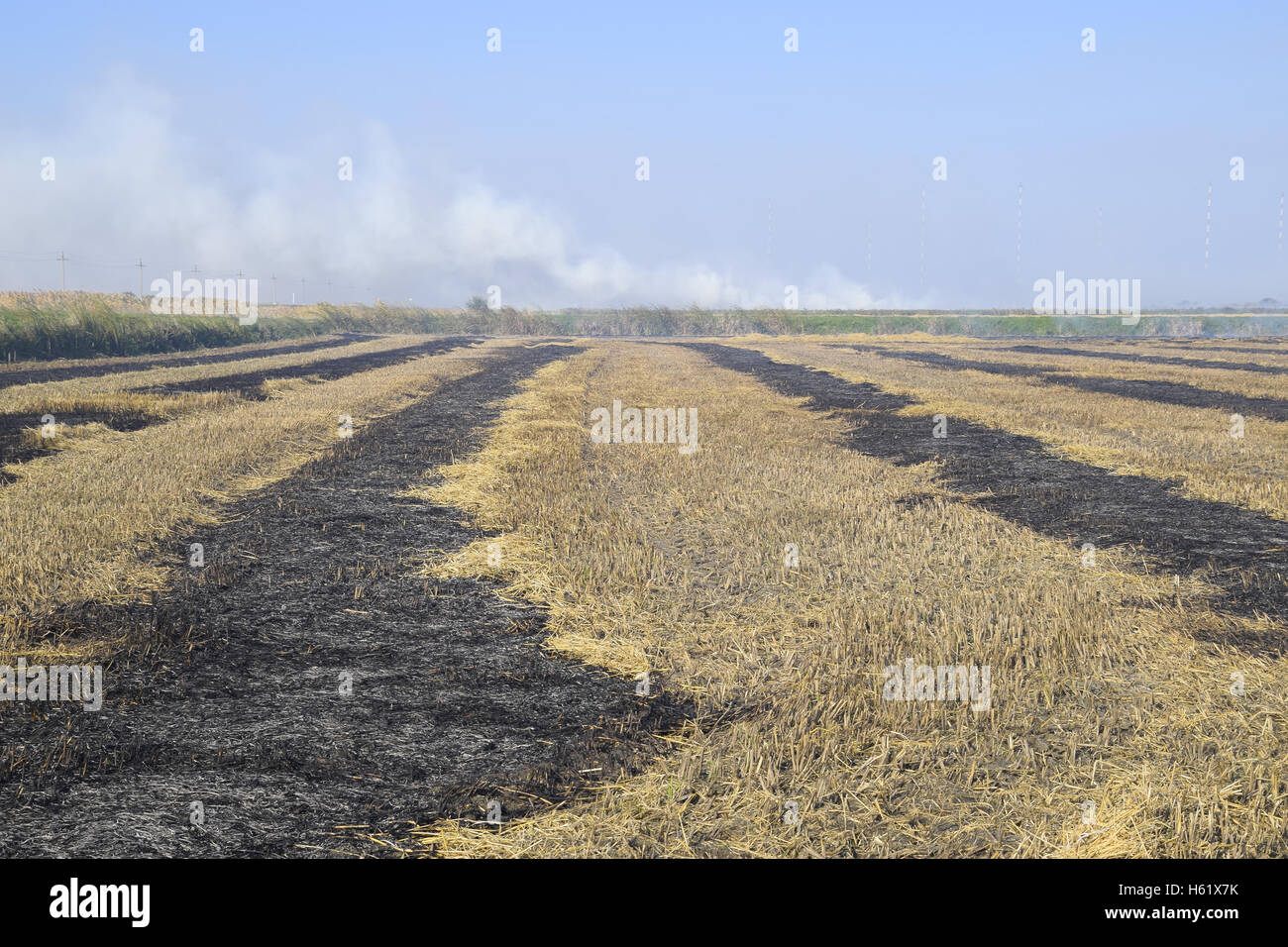 burning track in paddy field Stock Photo - Alamy