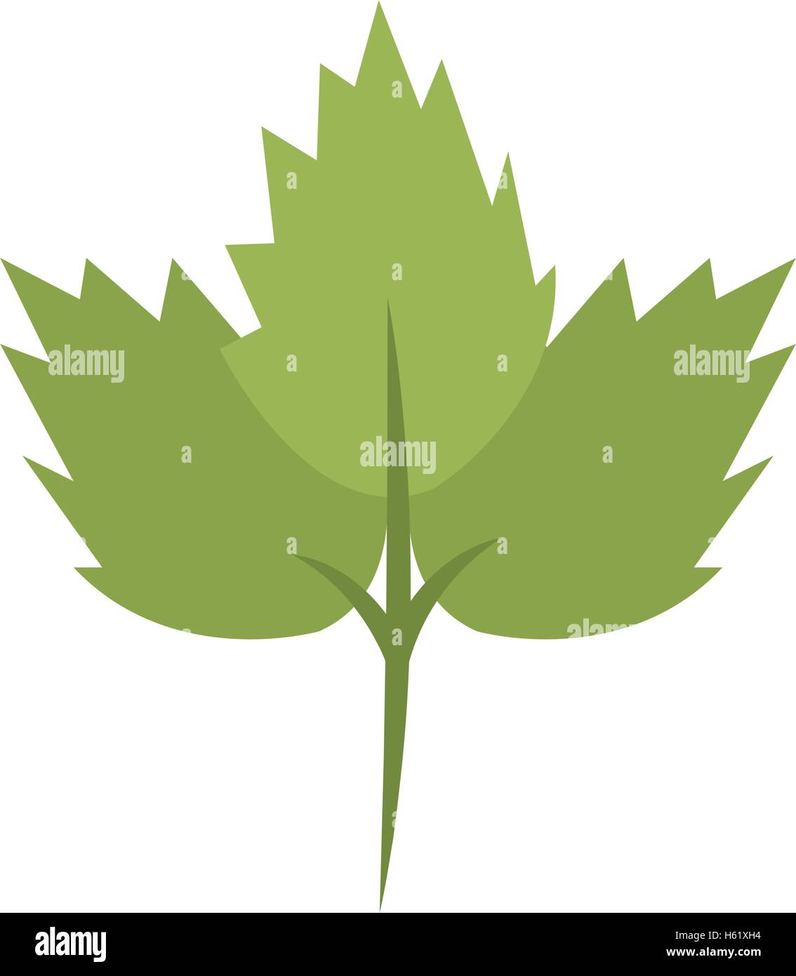 Coriander plant leaf on Stock Vector Images - Alamy