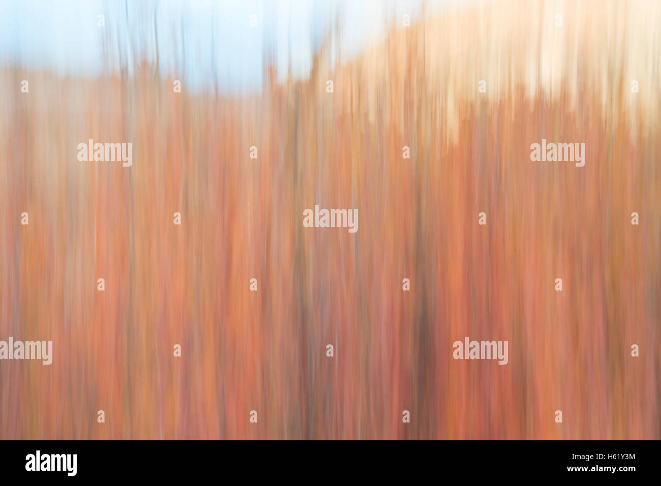 Fall colors in Colorado - nature motion blur abstract created with a ...