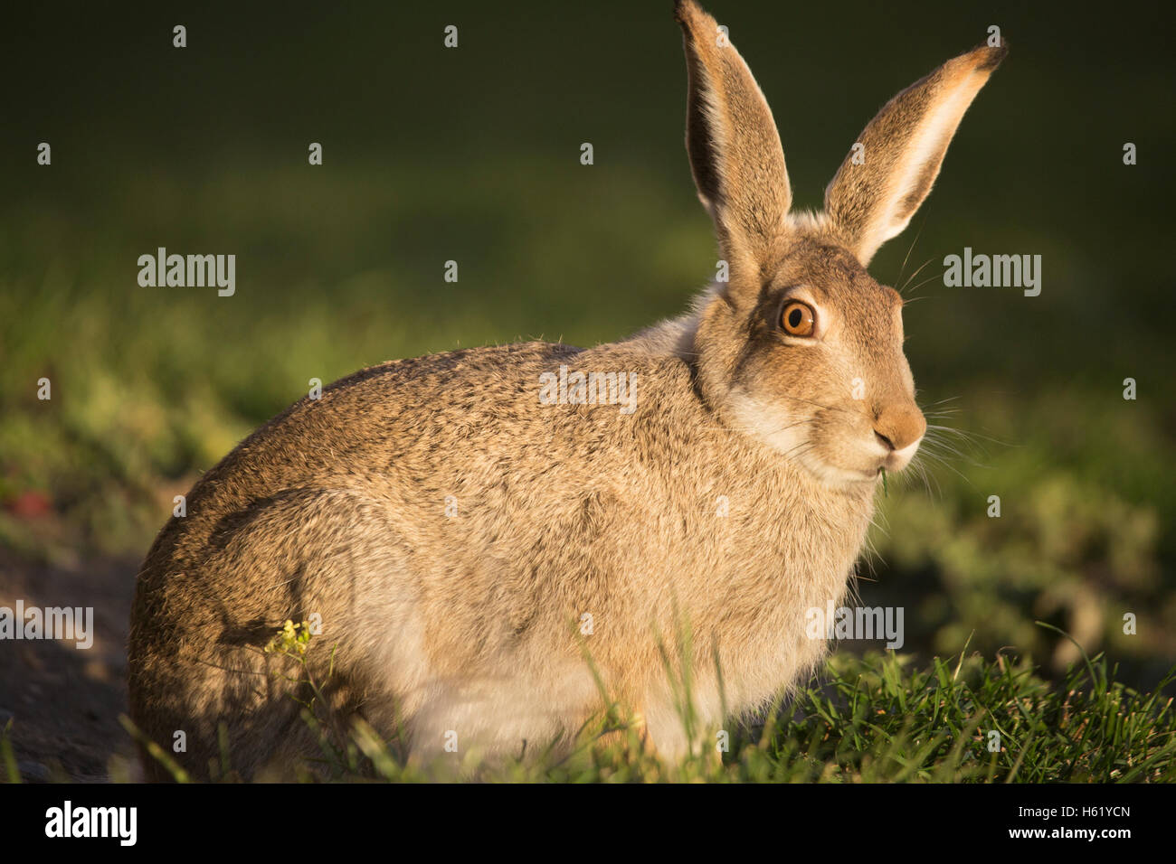 American jack rabbit hi-res stock photography and images - Alamy