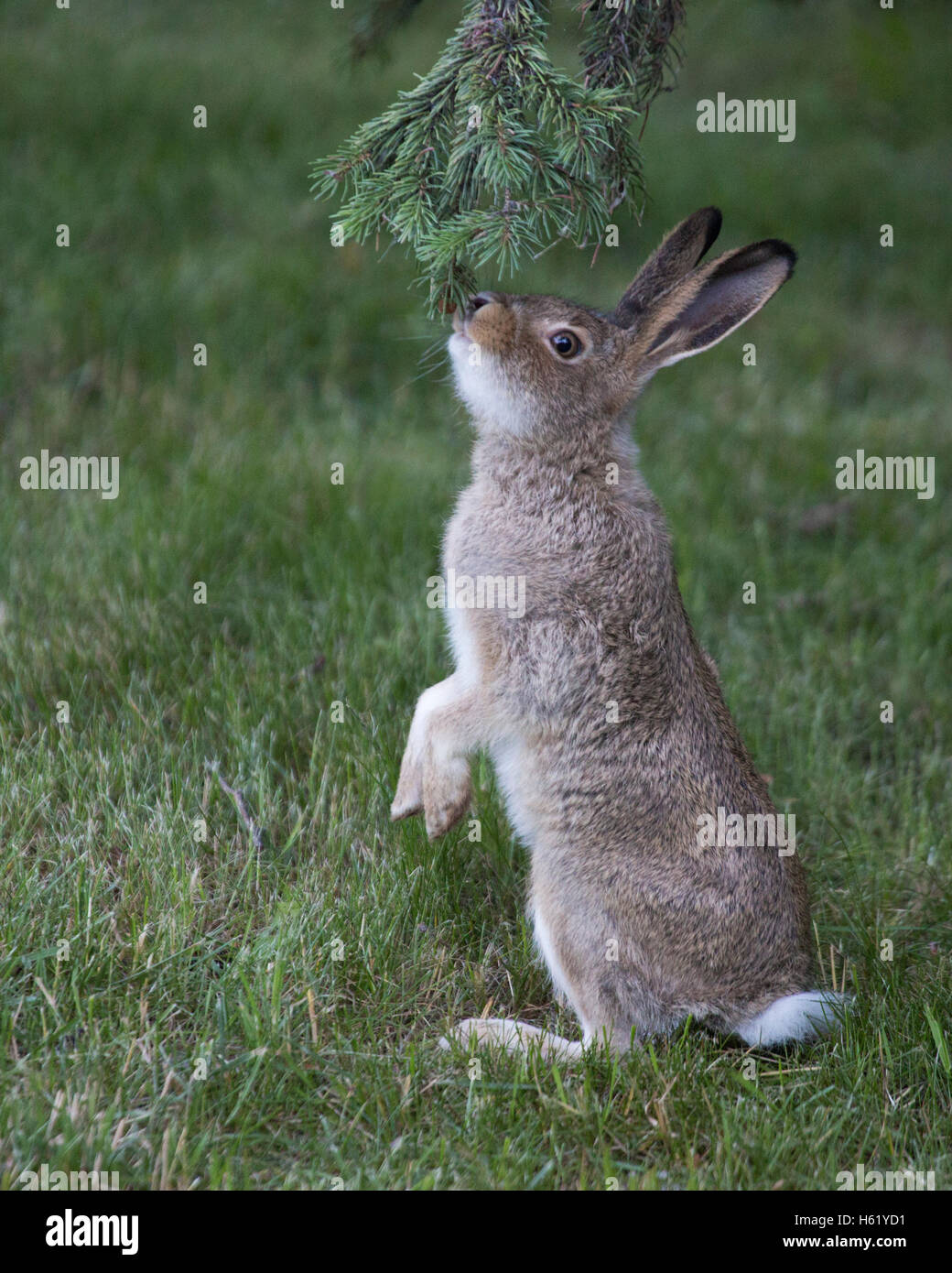 Rabbit standing on hind legs hi-res stock photography and images - Alamy