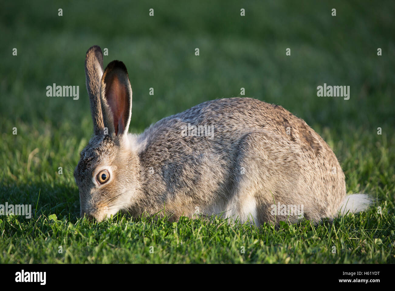Calgary rabbit hi-res stock photography and images - Alamy