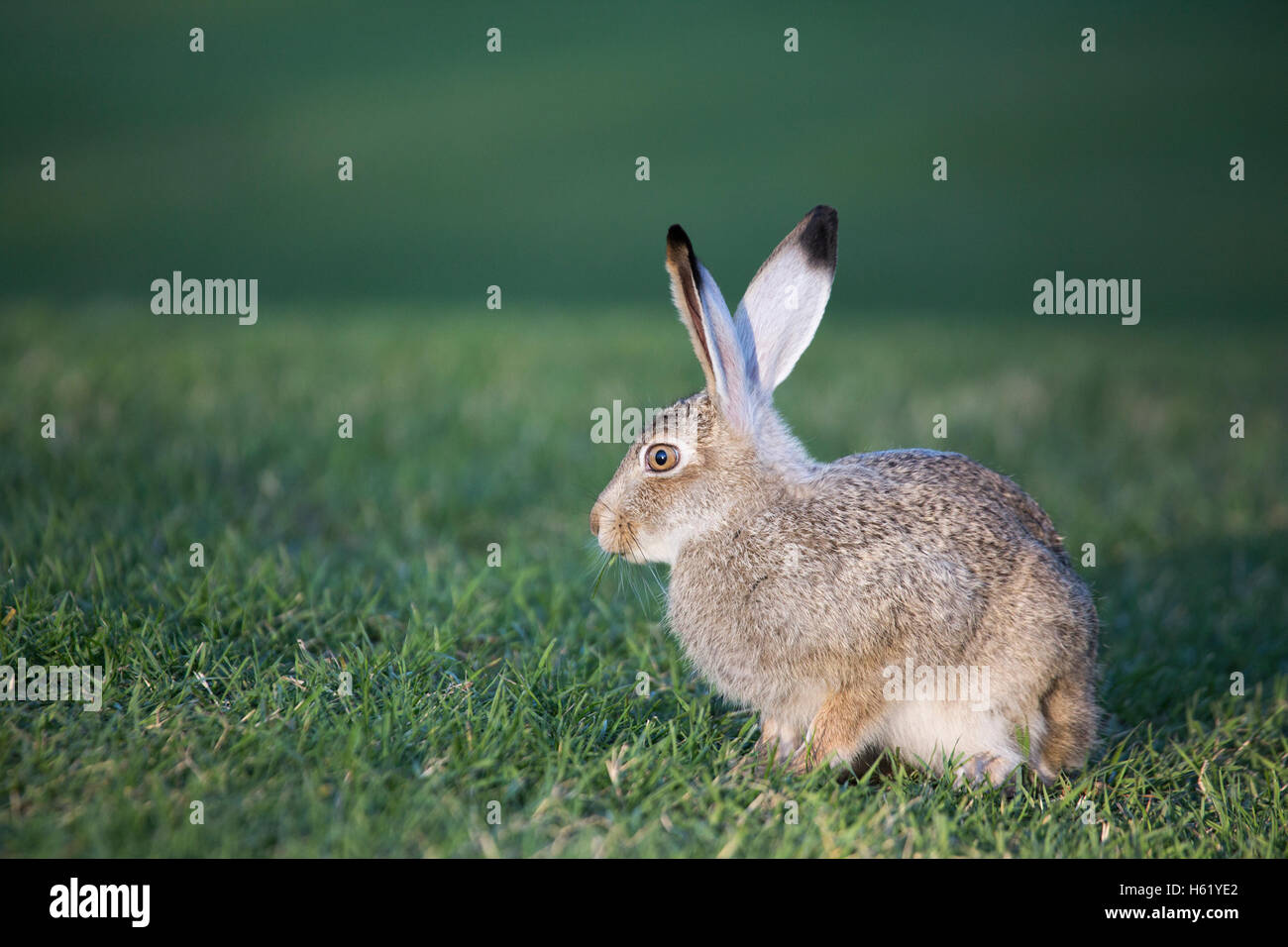 White tailed jackrabbit hi-res stock photography and images - Alamy