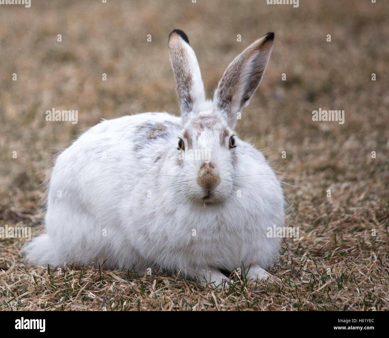 White tailed Jackrabbit (Lepus townsendi) beginning to shed white coat ...