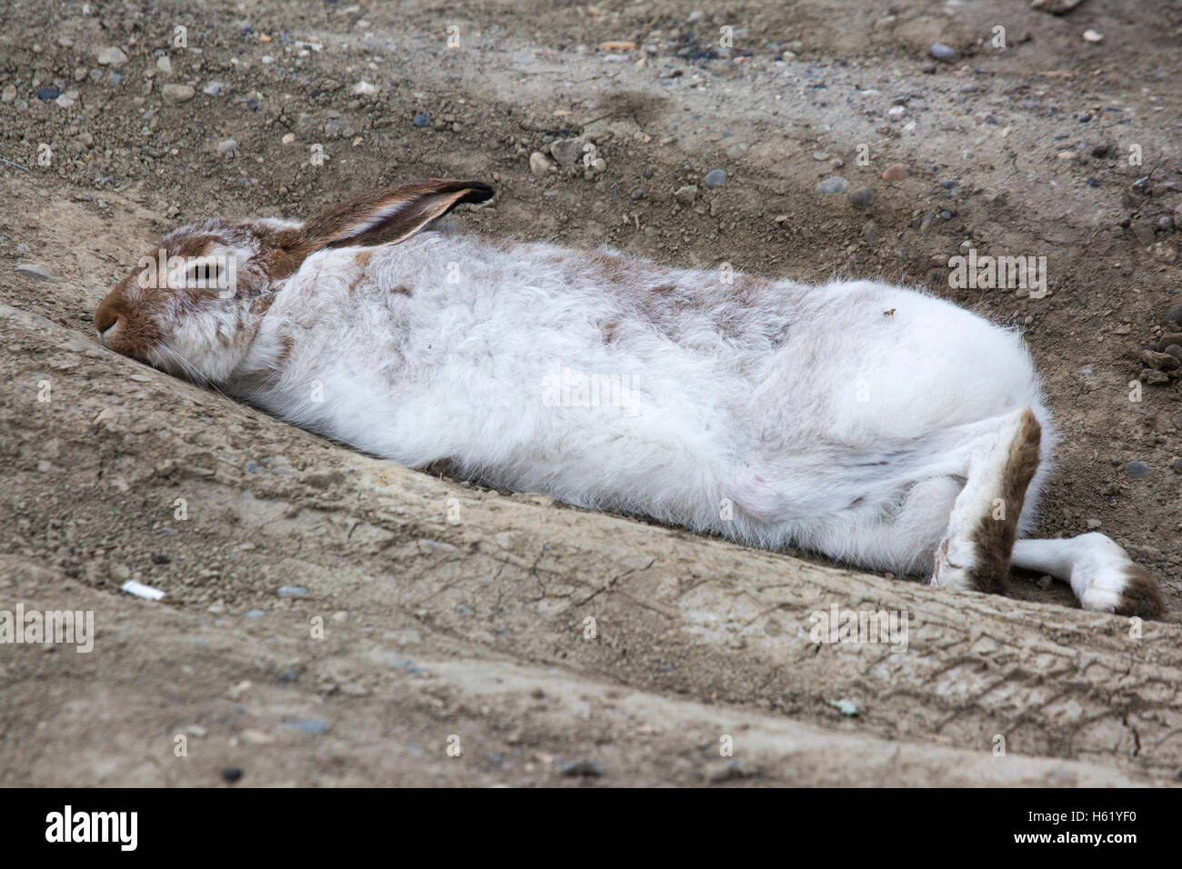 Spring Hare Sleeping