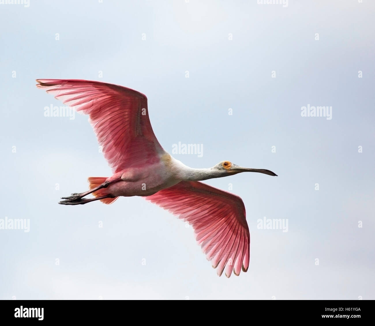 Flying spoonbills hi-res stock photography and images - Alamy