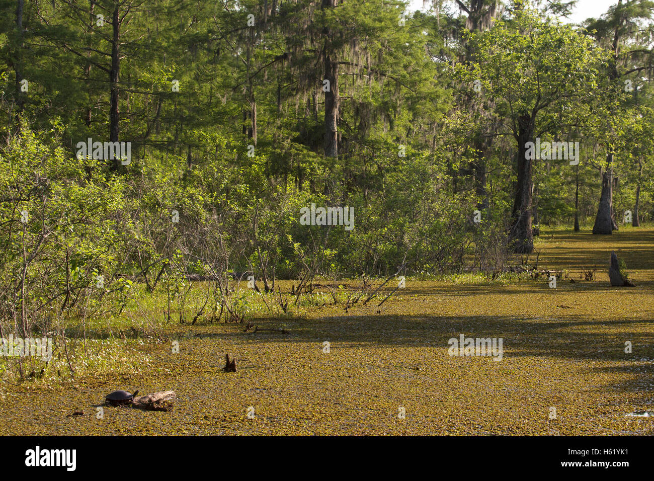 Louisiana bayou, water surface covered by Salvinia, an invasive plant ...
