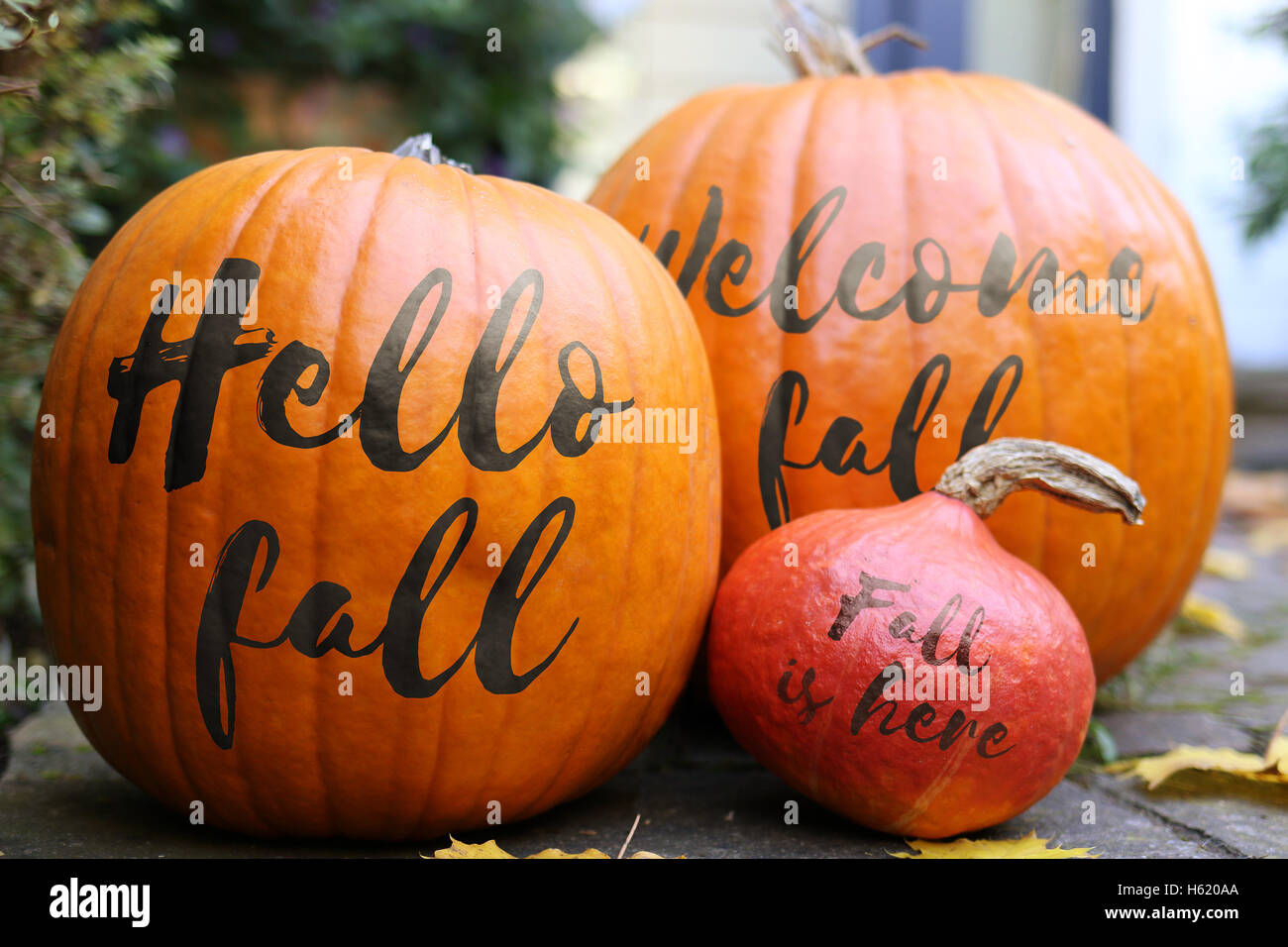 Welcome fall Pumpkins Background Stock Photo - Alamy