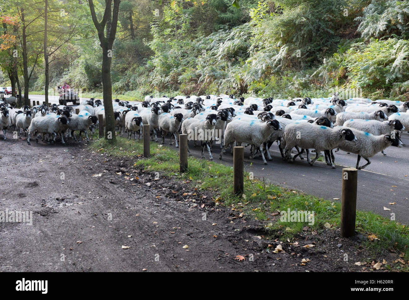 Lady Bower, Peak District National Park, Derbyshire, UK: sheep being ...