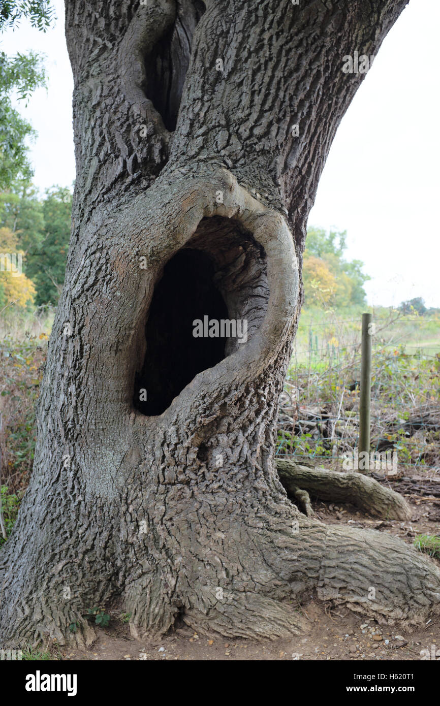 Ancient ash tree hi-res stock photography and images - Alamy