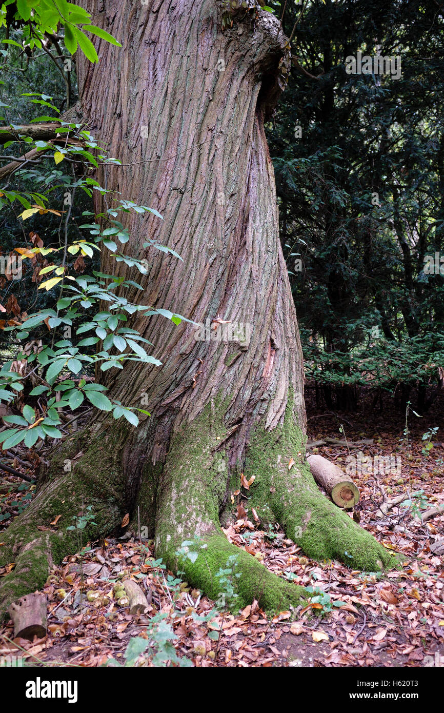 Veteran tree hi-res stock photography and images - Alamy