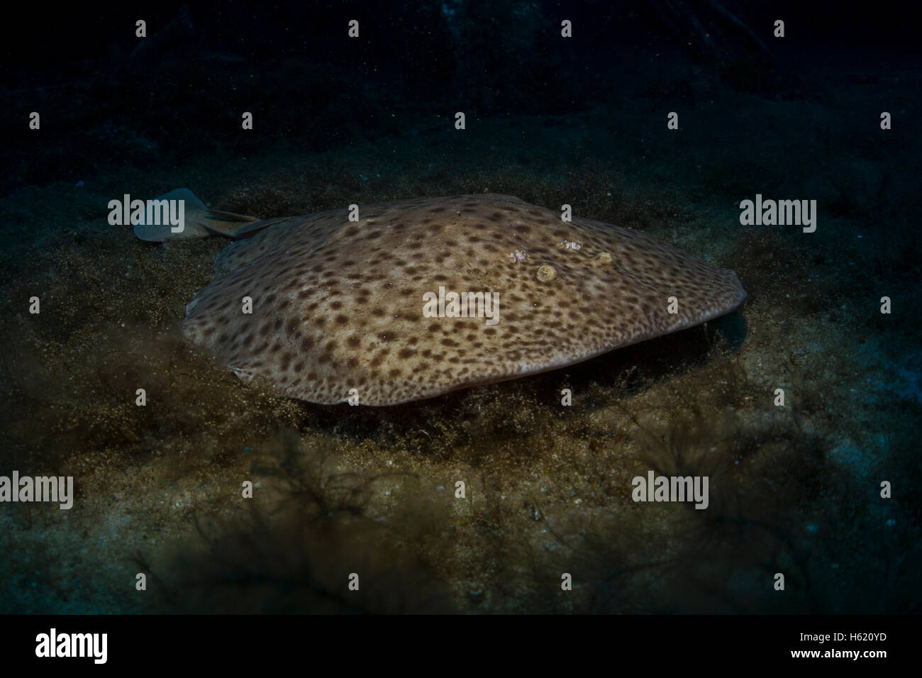 Marbled electric torpedo ray,Torpedo marmorata, from the Mediterranean ...