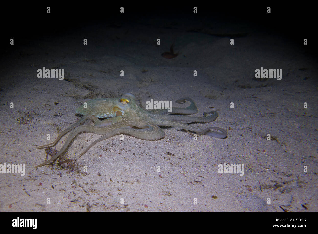 Octopus, Octopus vulgaris, close-up form the Mediterranean Sea. This ...