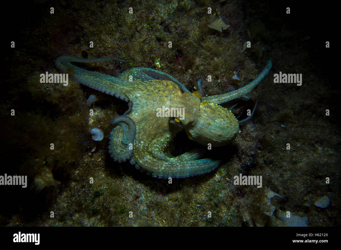 Octopus, Octopus vulgaris, close-up form the Mediterranean Sea. This ...