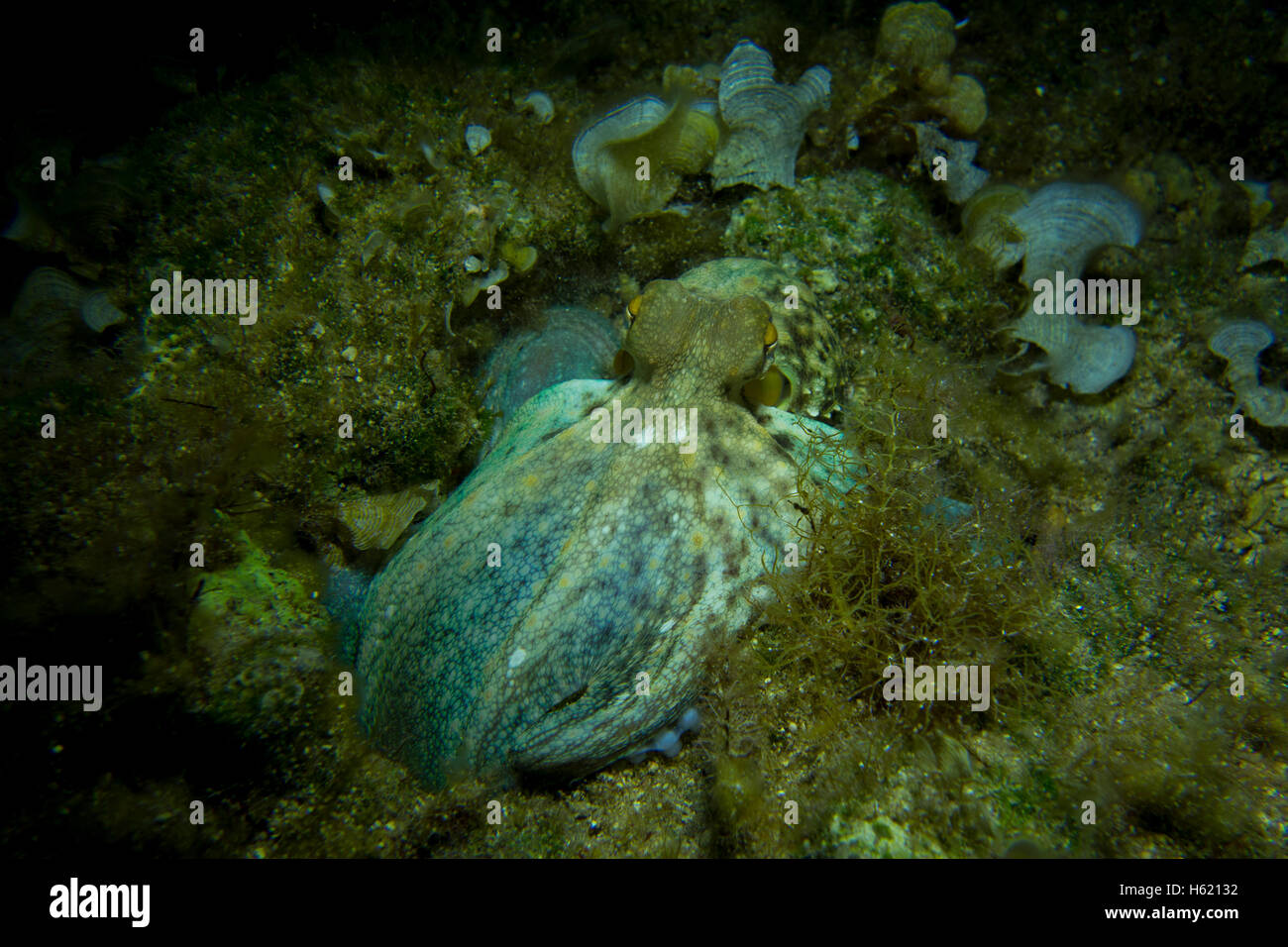 Octopus, Octopus vulgaris, close-up form the Mediterranean Sea. This ...