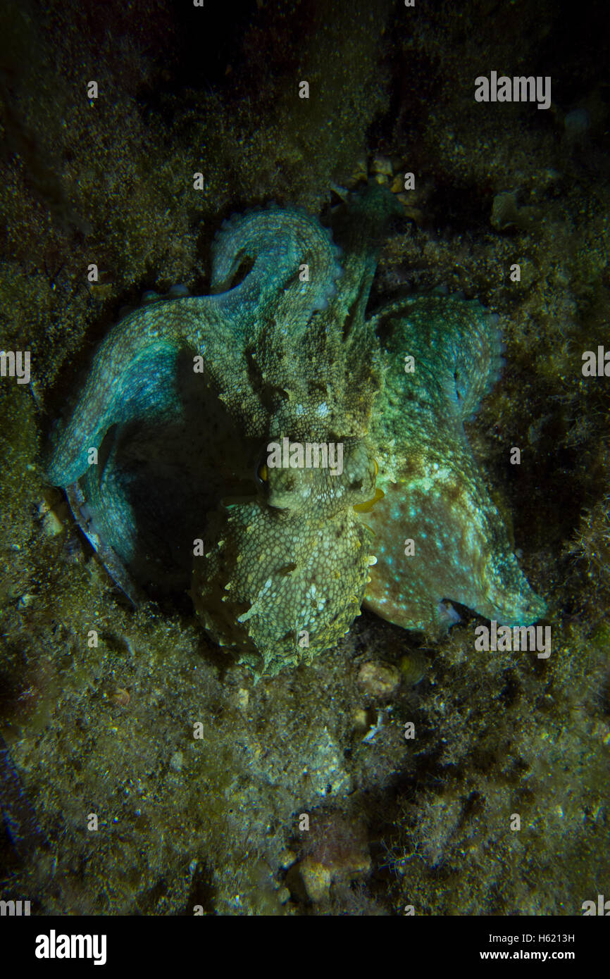 Octopus, Octopus vulgaris, close-up form the Mediterranean Sea. This ...