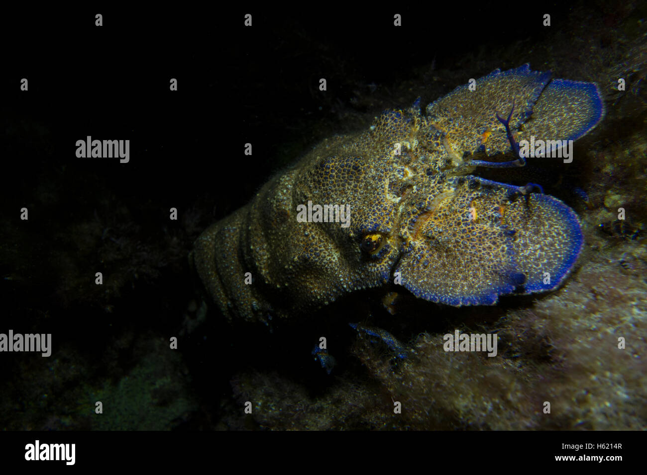 Mediterranean slipper lobster, Scyllarides latus, from Malta ...
