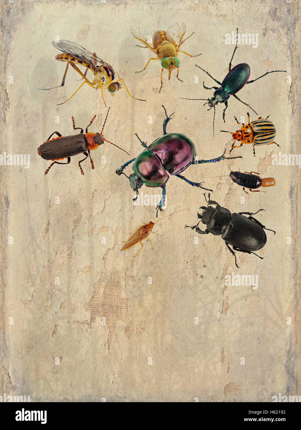 Assorted UK and European insects. With copy space Stock Photo - Alamy