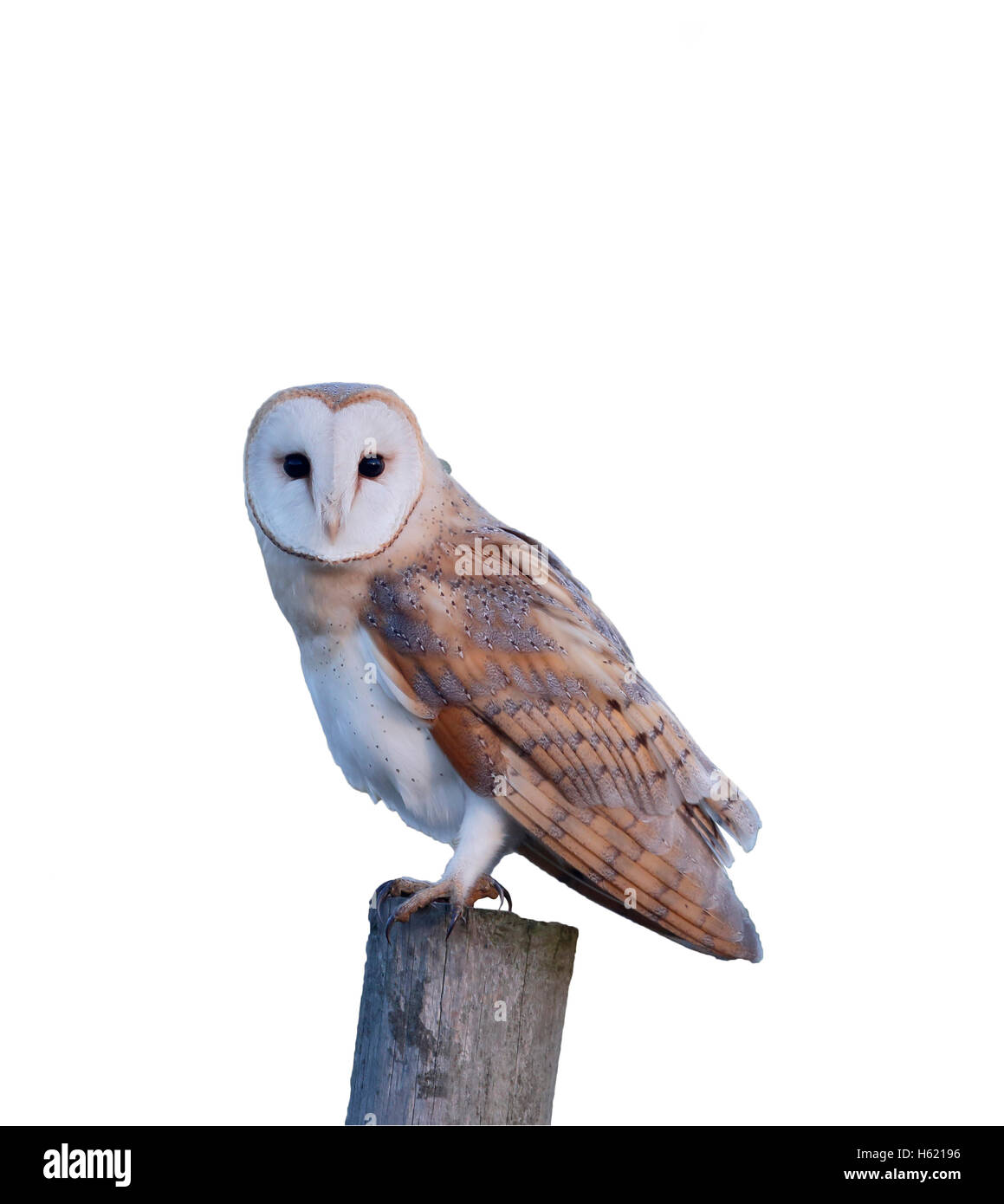 Barn owl, Tyto alba, single bird on post, Norfolk, January 2015 Stock ...