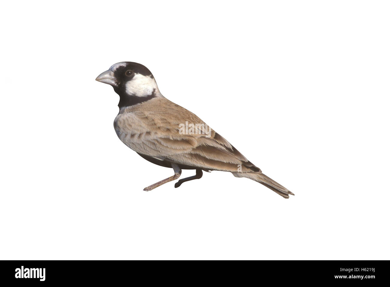Black-crowned finch-lark, Eremopterix nigriceps, single bird on ground ...