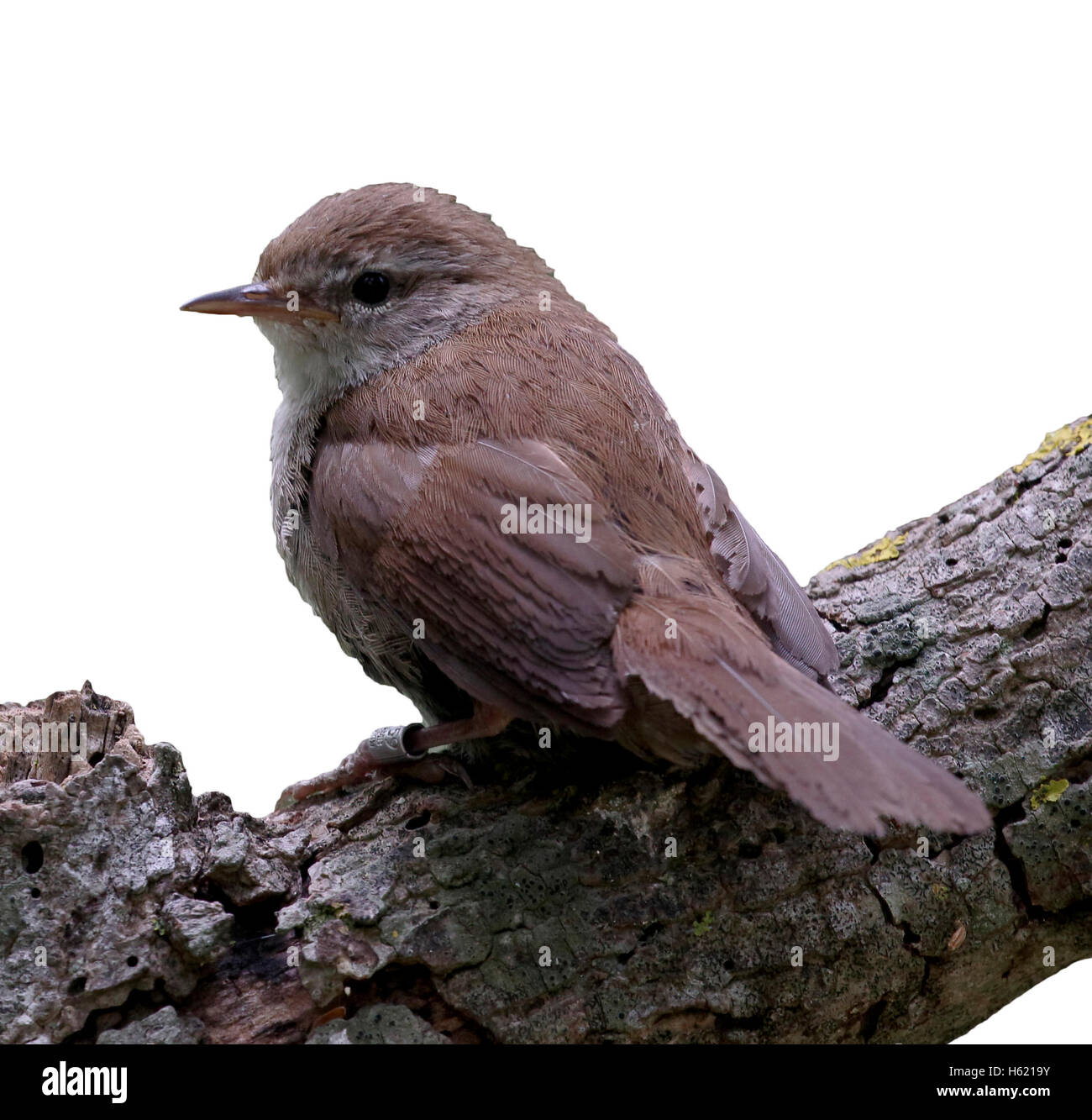 Cettia hi-res stock photography and images - Alamy