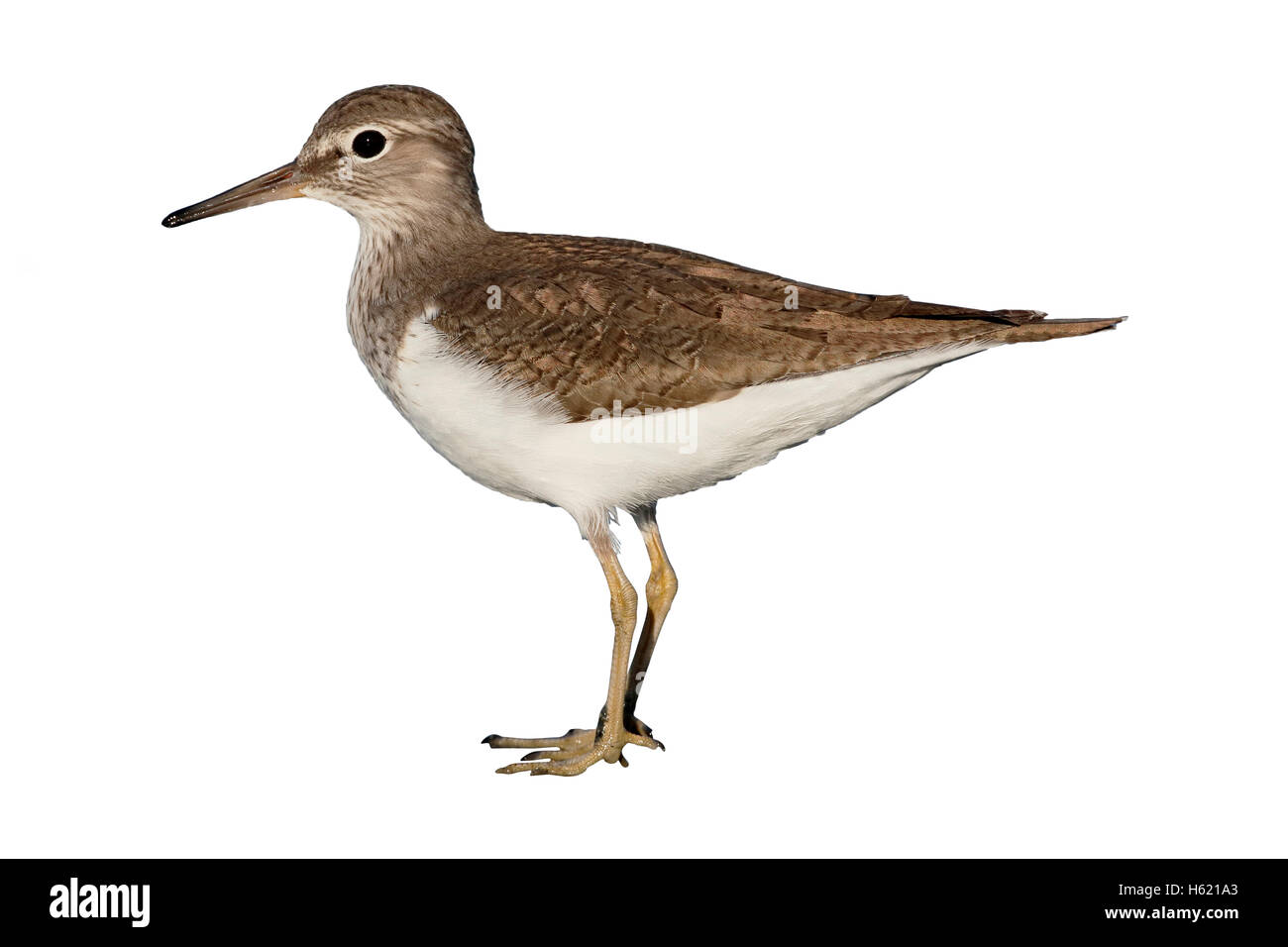 Common sandpiper, Tringa hypoleucos, single bird by water, Cyprus ...