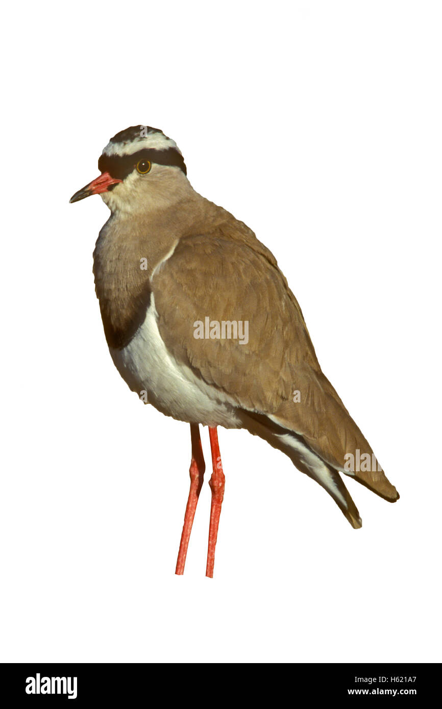 Vanellus coronatus Cut Out Stock Images & Pictures - Alamy