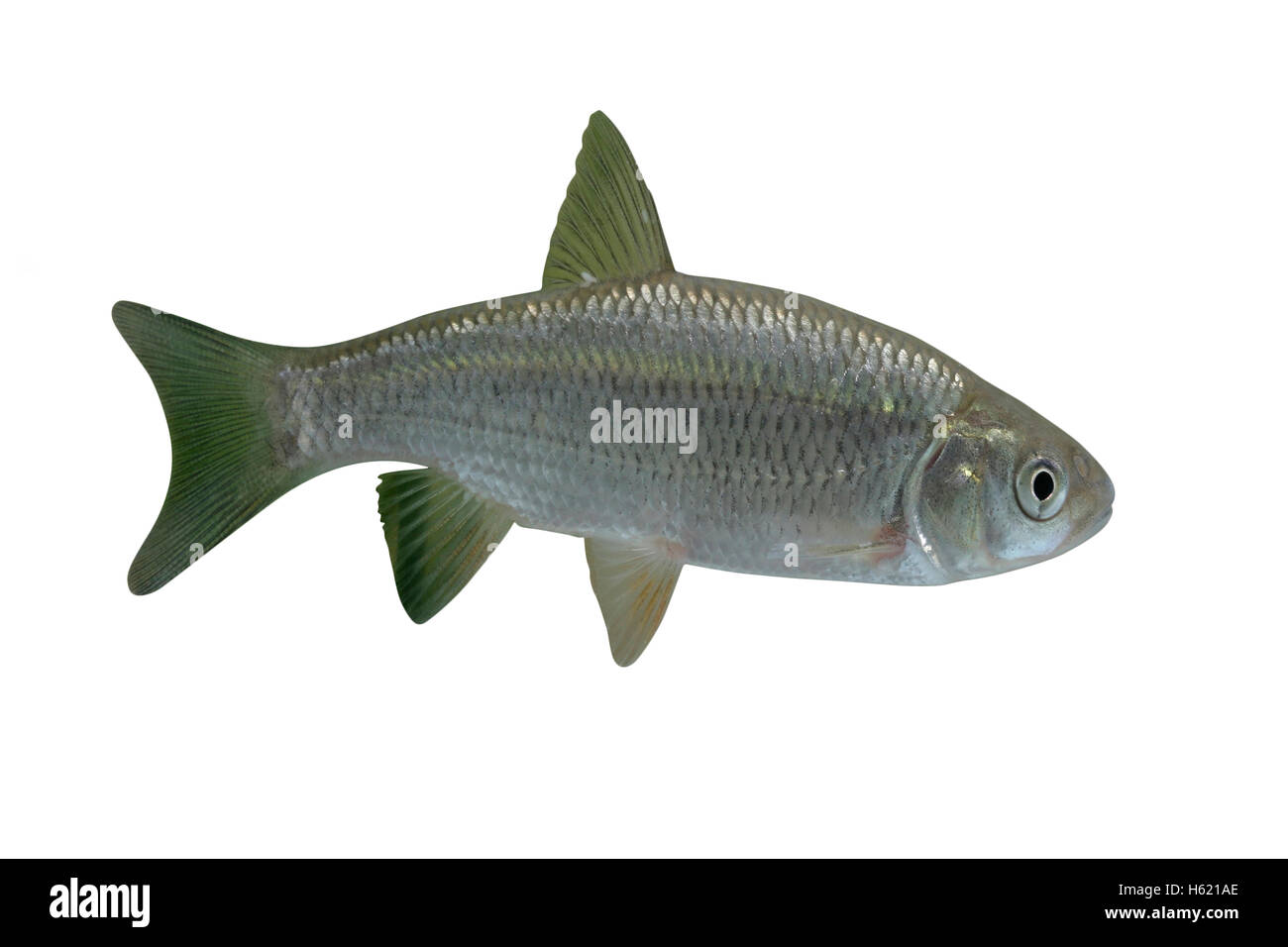 Dace, Leuciscus Leuciscus, single fish Stock Photo - Alamy