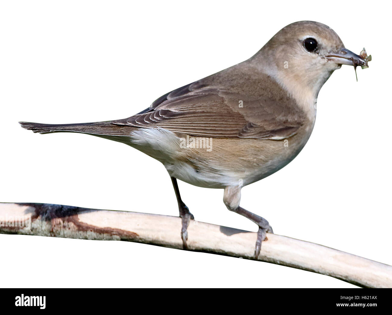 Garden warbler, Sylvia borin, Single bird on perch, Warwickshire, May ...