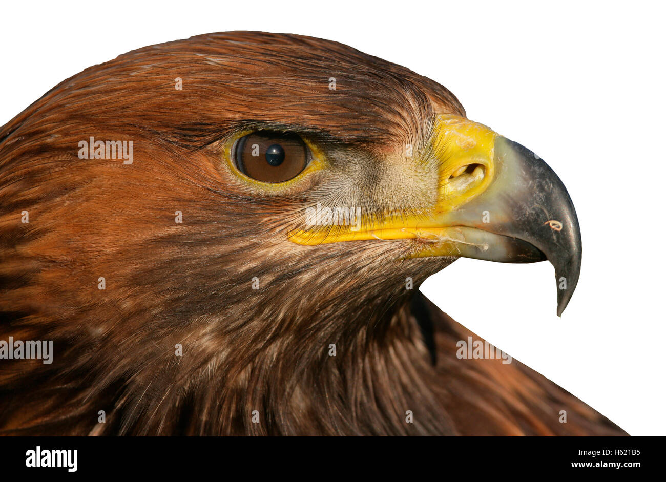 Bird Head Stock Photos & Bird Head Stock Images - Alamy